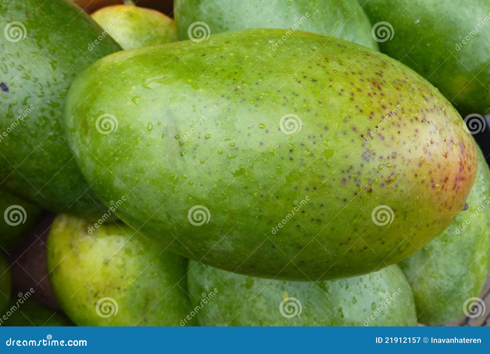 Fresh mango stock image. Image of greengrocer, greengrocery - 21912157