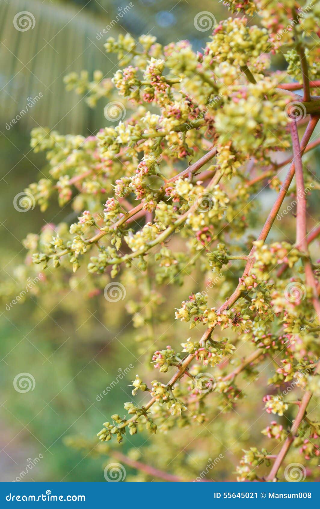 Mango Flower Blossom, Inflorescence And Immature Fruits Of An `Alphonso ...