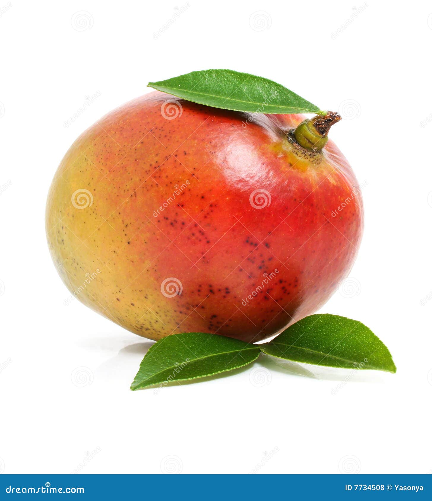 Fresh Mango Isolated On White Background Indian Mango Alphonso Mango ...