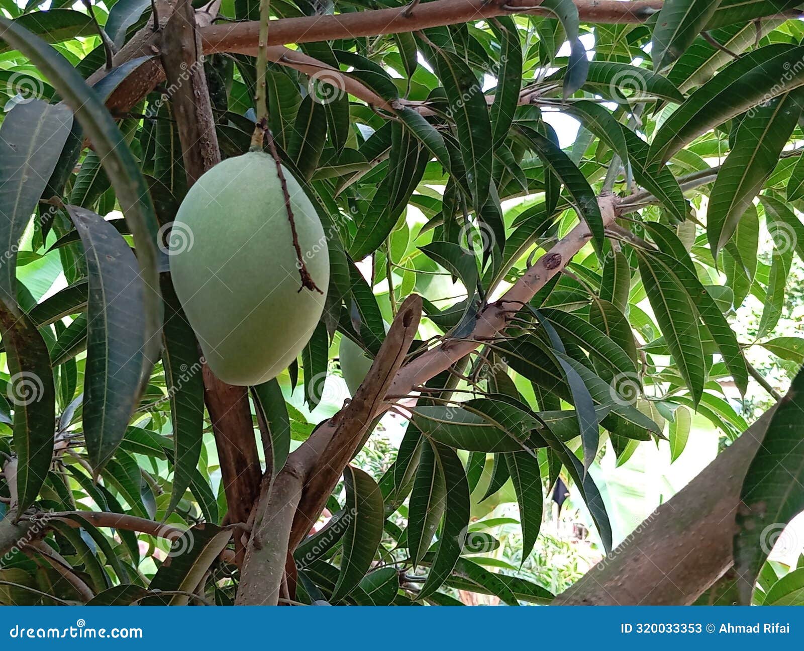 Fresh Mango Fruit Growing on a Fertile and Healthy Tree Stock Image ...
