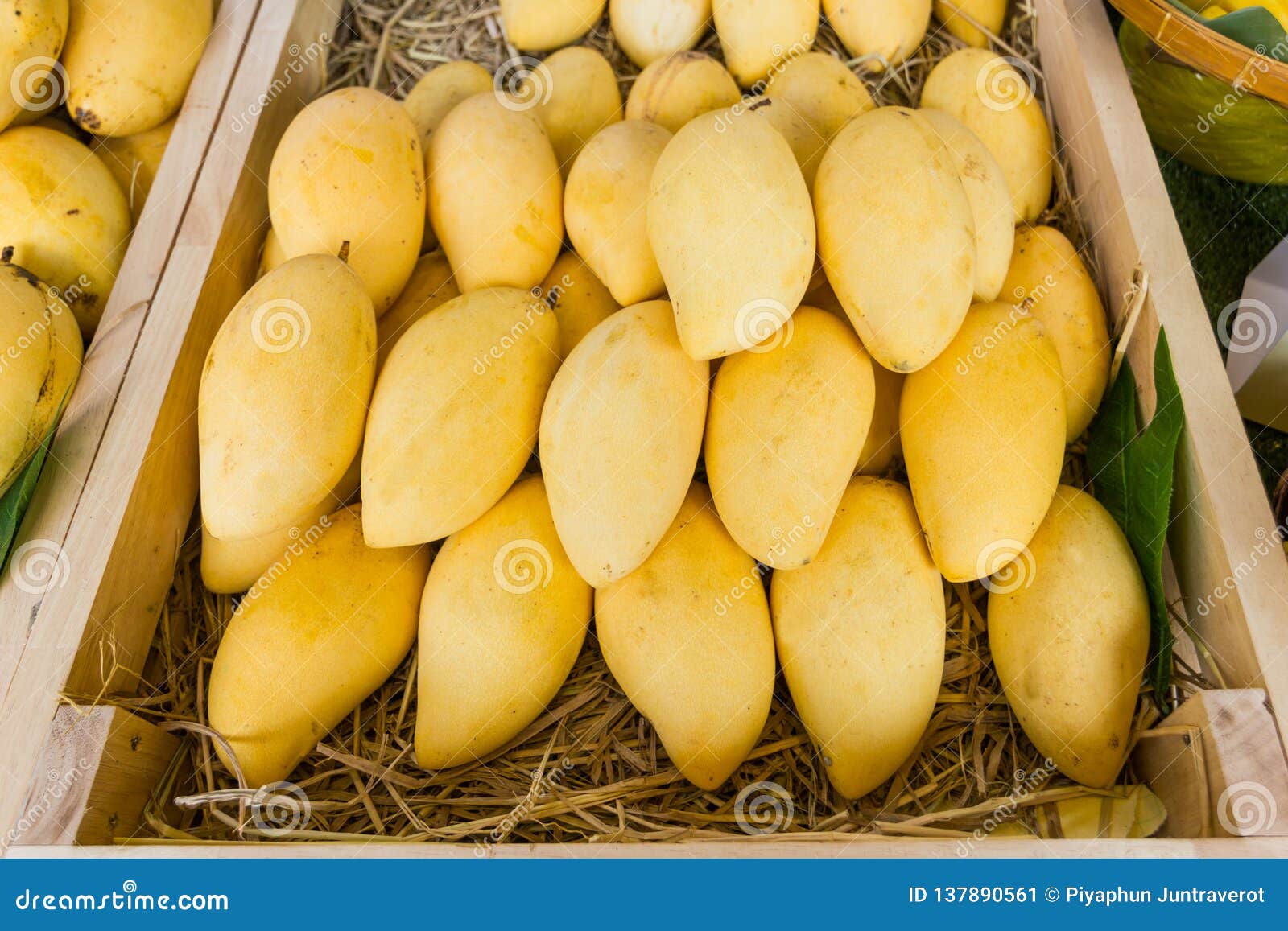 Fresh Mango Fruit of Thailand. Stock Image - Image of natural, nature ...