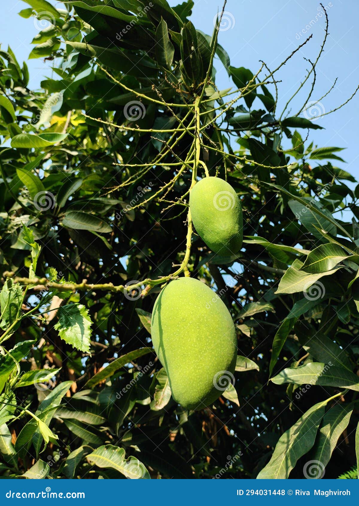 Fresh mango fruit stock photo. Image of produce, vegetable - 294031448