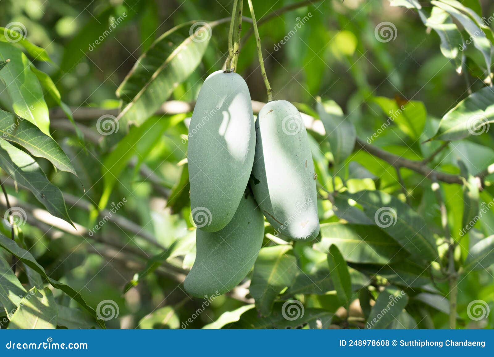 Fresh mango fruit on tree stock photo. Image of health - 248978608