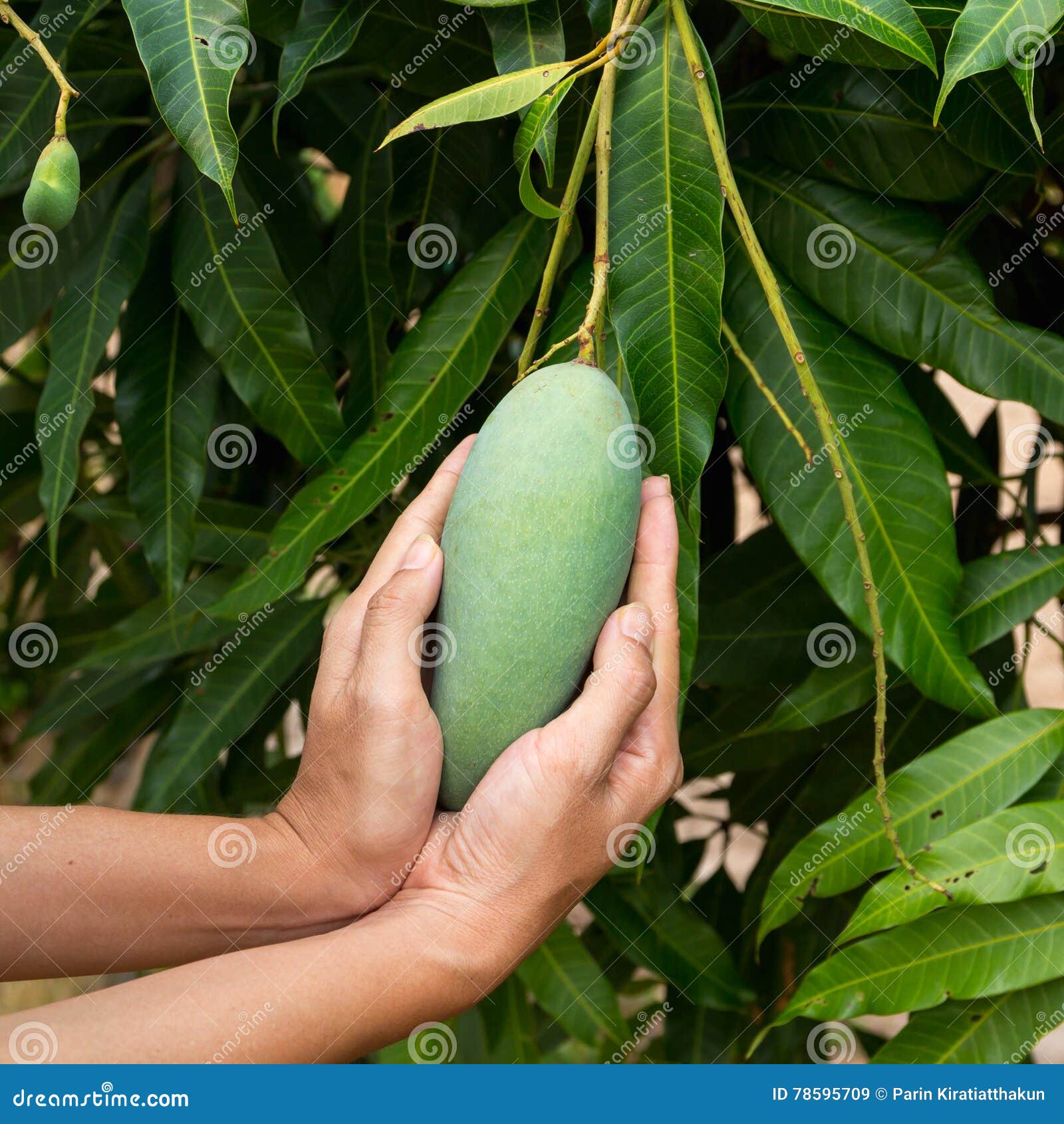 Fresh mango in hand stock image. Image of botany, asia - 78595709