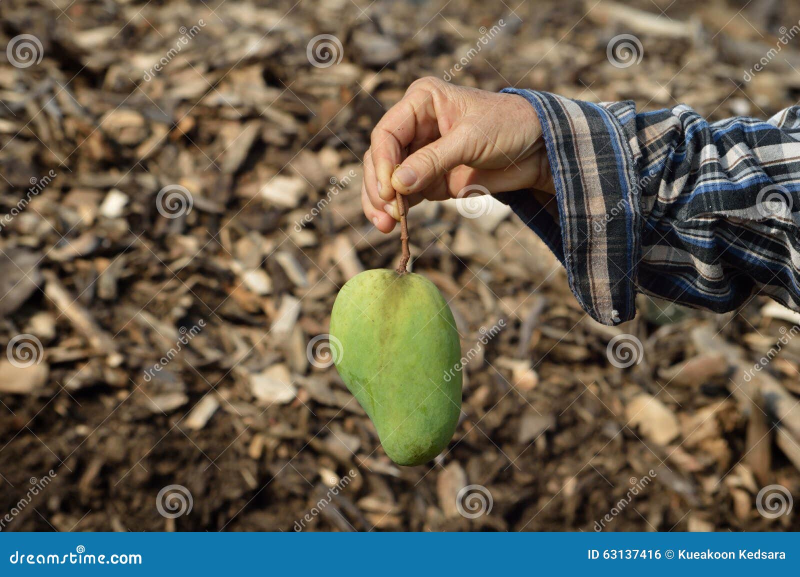 Fresh mango in hand stock photo. Image of fresh, mango - 63137416