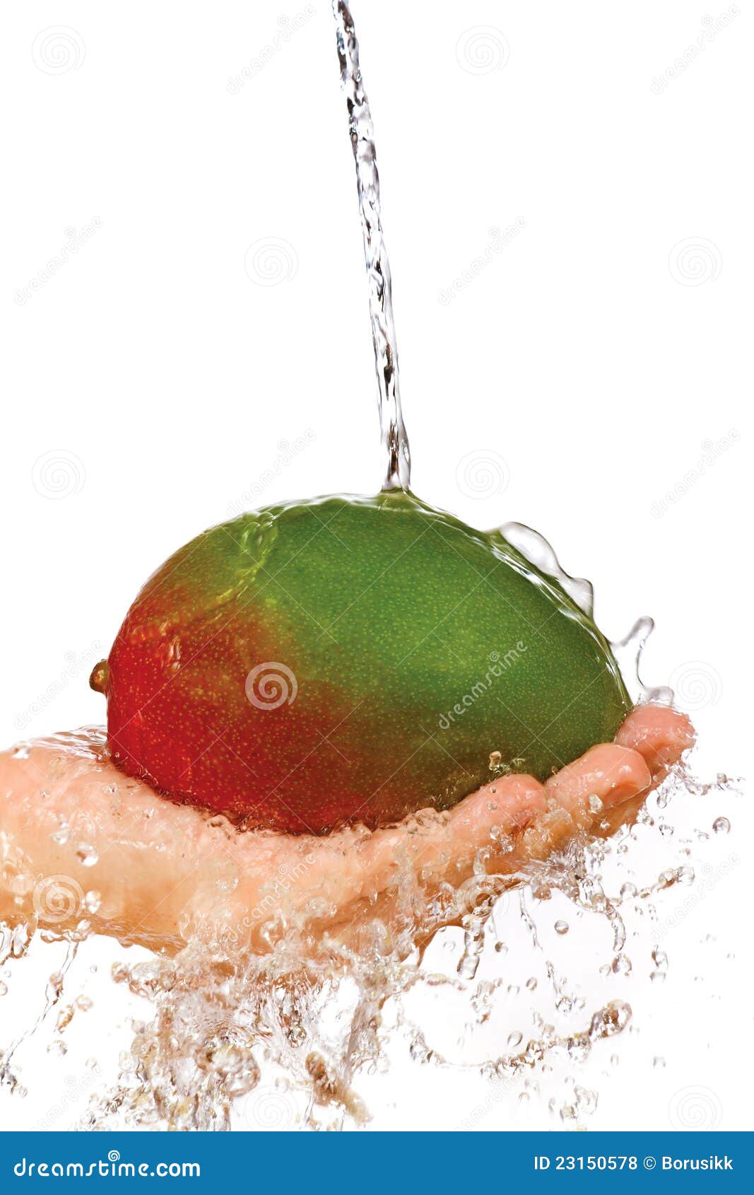 Fresh Mango in Hand Under Flowing Water Stock Photo - Image of ...