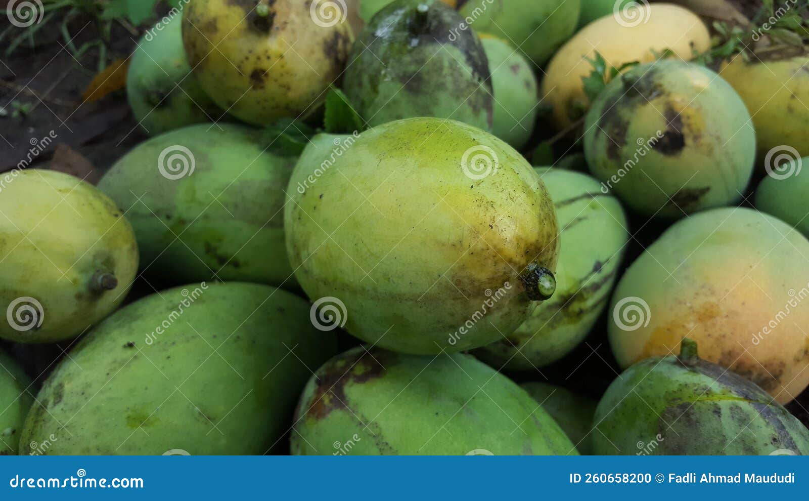 Fresh Mango Just Picked from the Tree Stock Photo - Image of flower ...