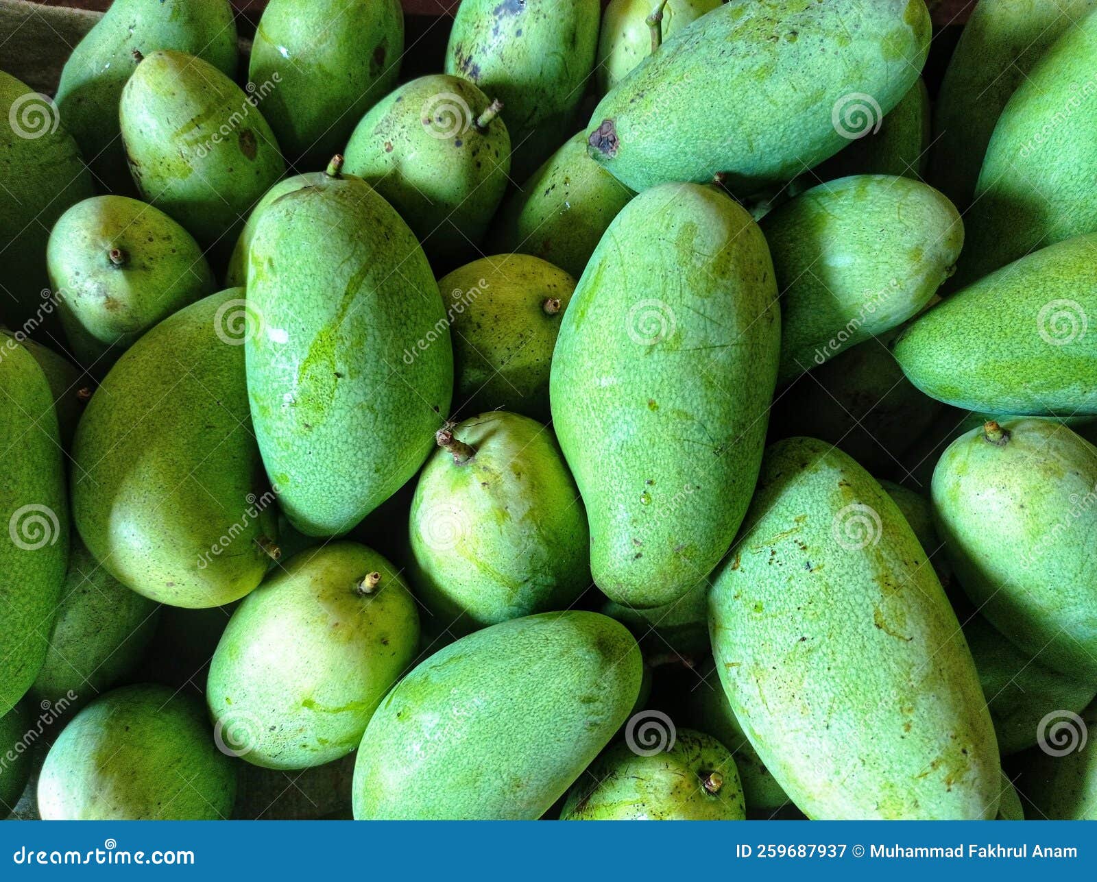 Fresh Mango Just Picked from the Tree Stock Image - Image of strawberry ...