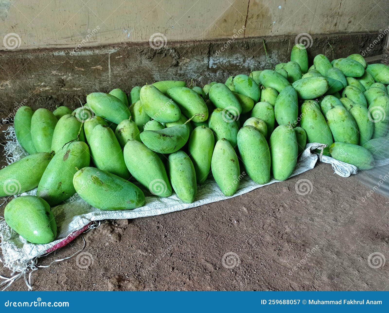Fresh Mango Just Picked from the Tree Stock Image - Image of eating ...