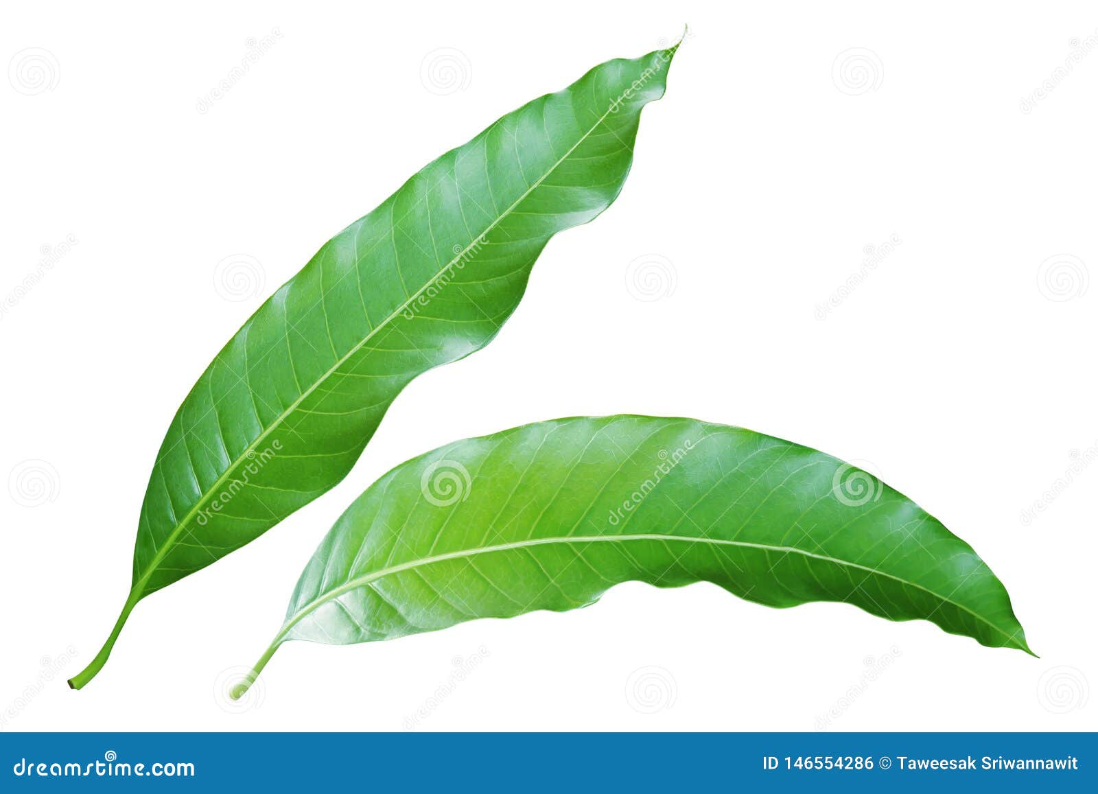 Fresh Mango Leaves Isolated on White Background Stock Photo - Image of ...
