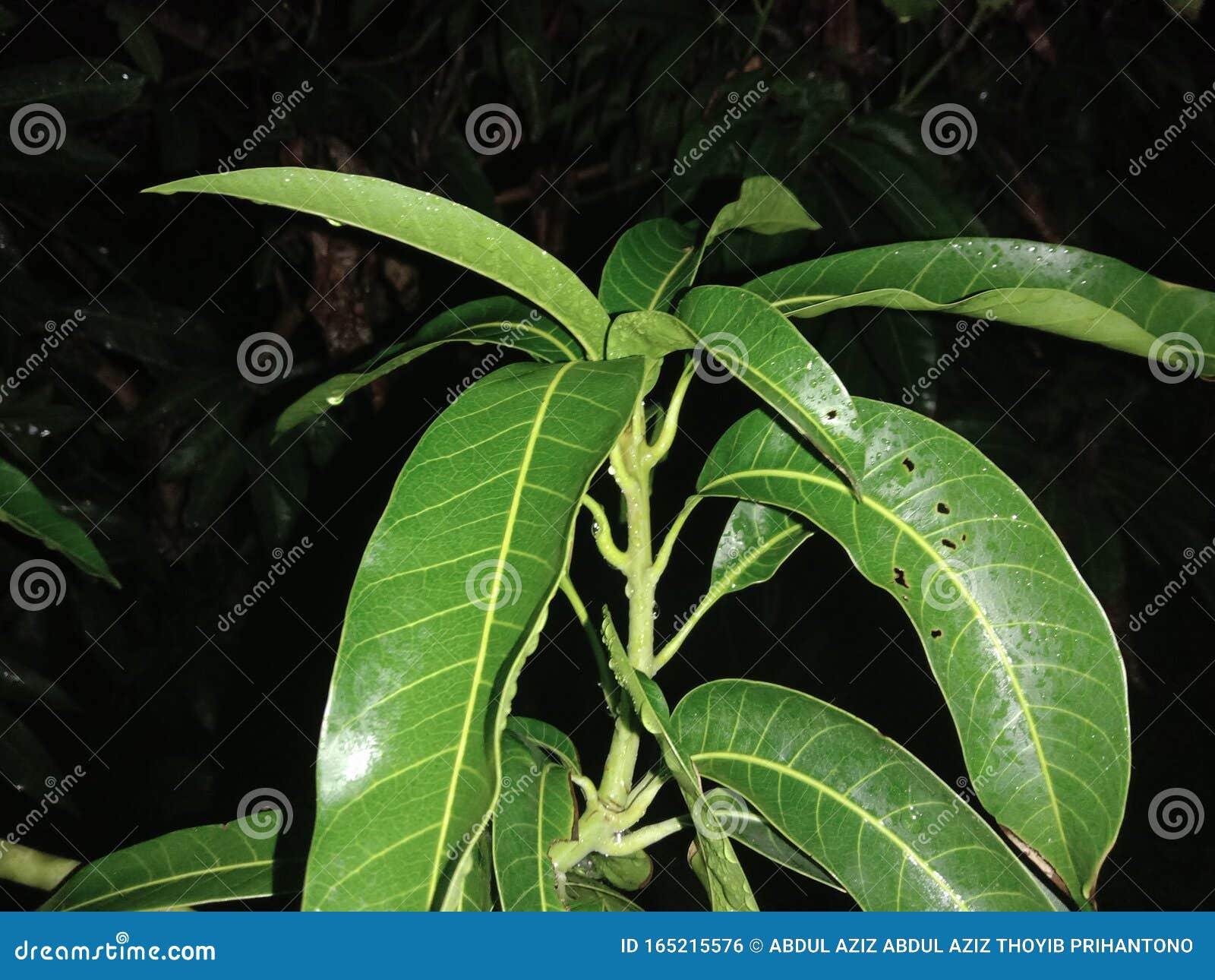 Fresh Mango Leaves with Mango Tree Branches and Rain Drops Stock Photo ...
