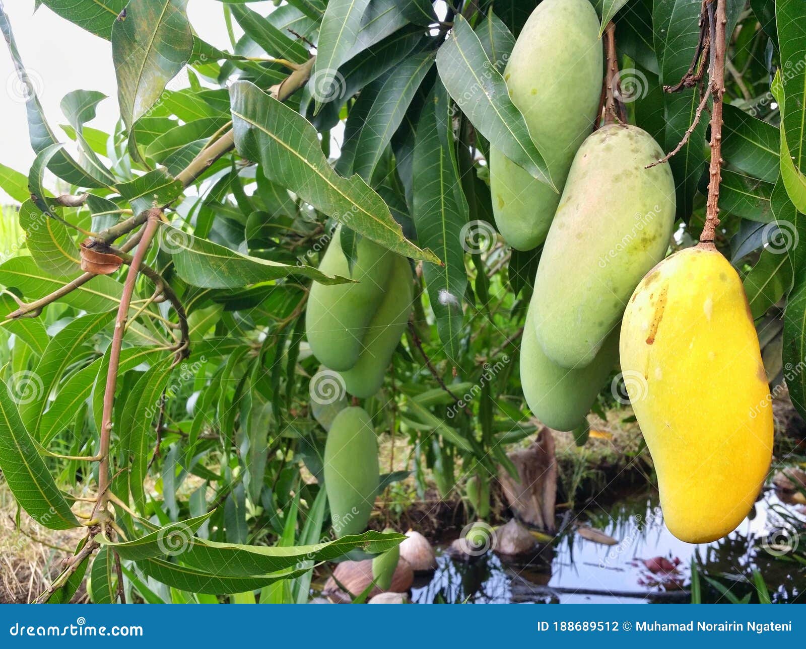 Fresh mango on the tree stock photo. Image of nature - 188689512