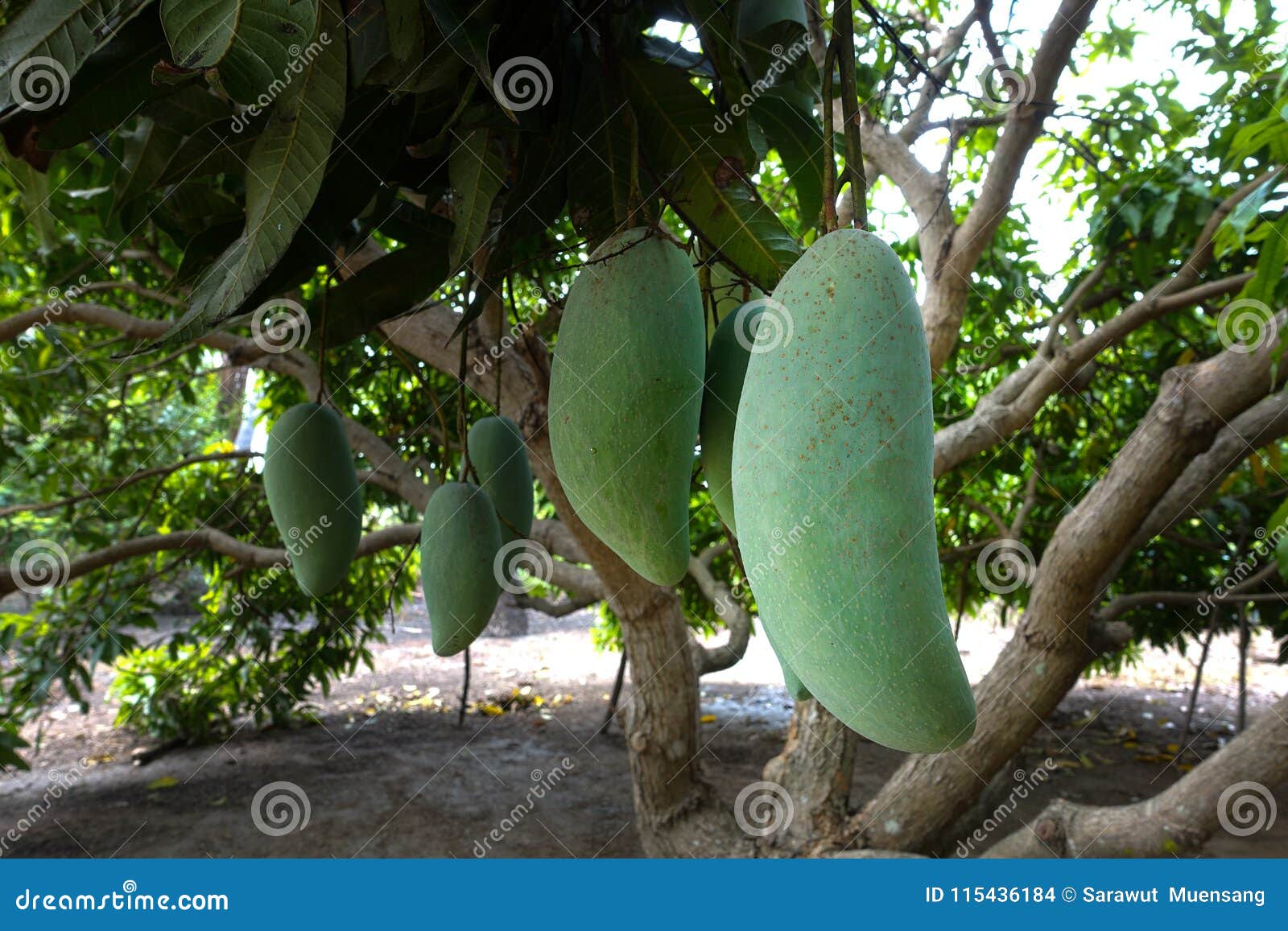 Fresh mango on tree stock photo. Image of gardennn, beautiful - 115436184