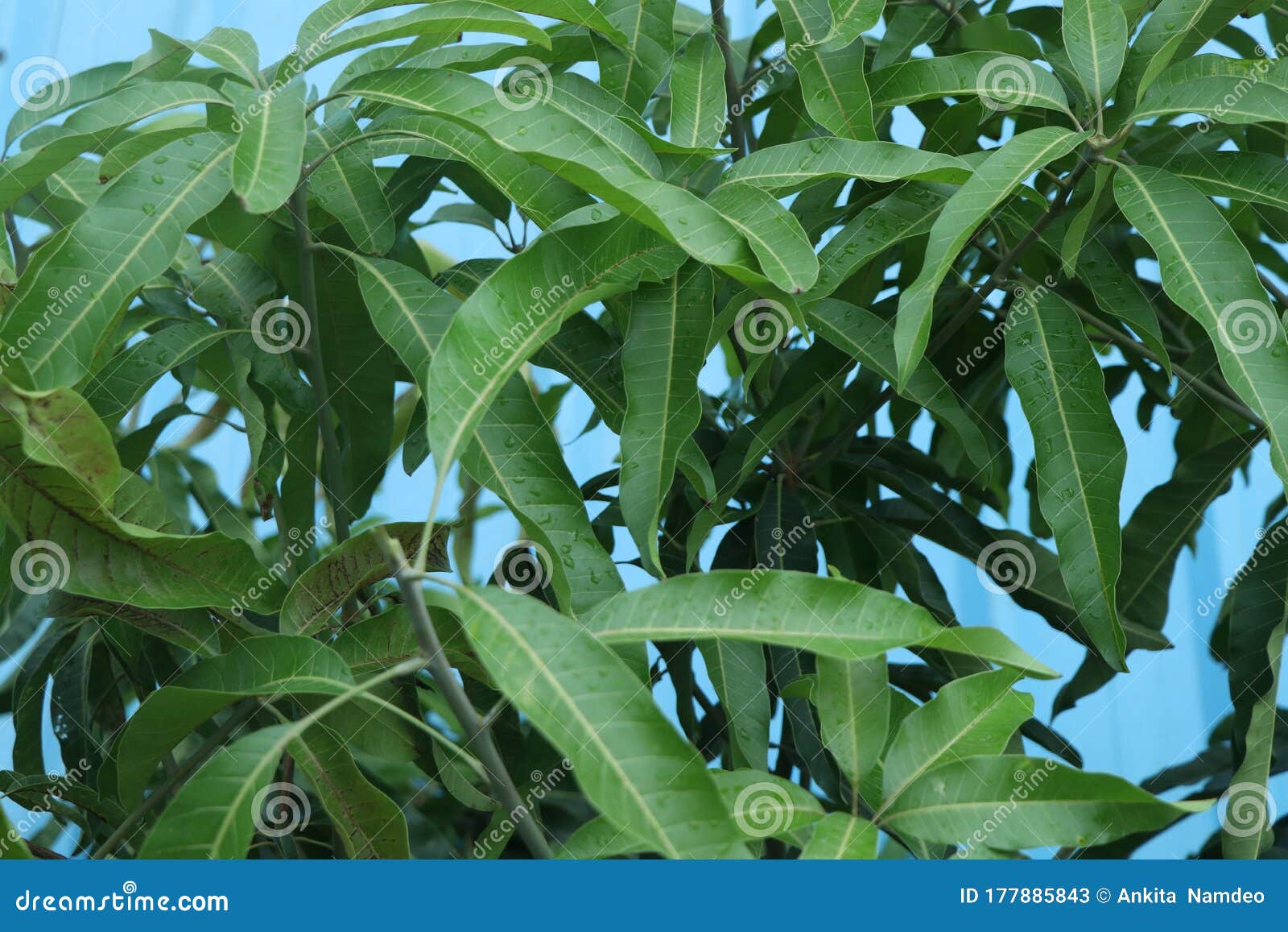 Fresh Mango Tree Leaves in Home Stock Image - Image of outdoors ...