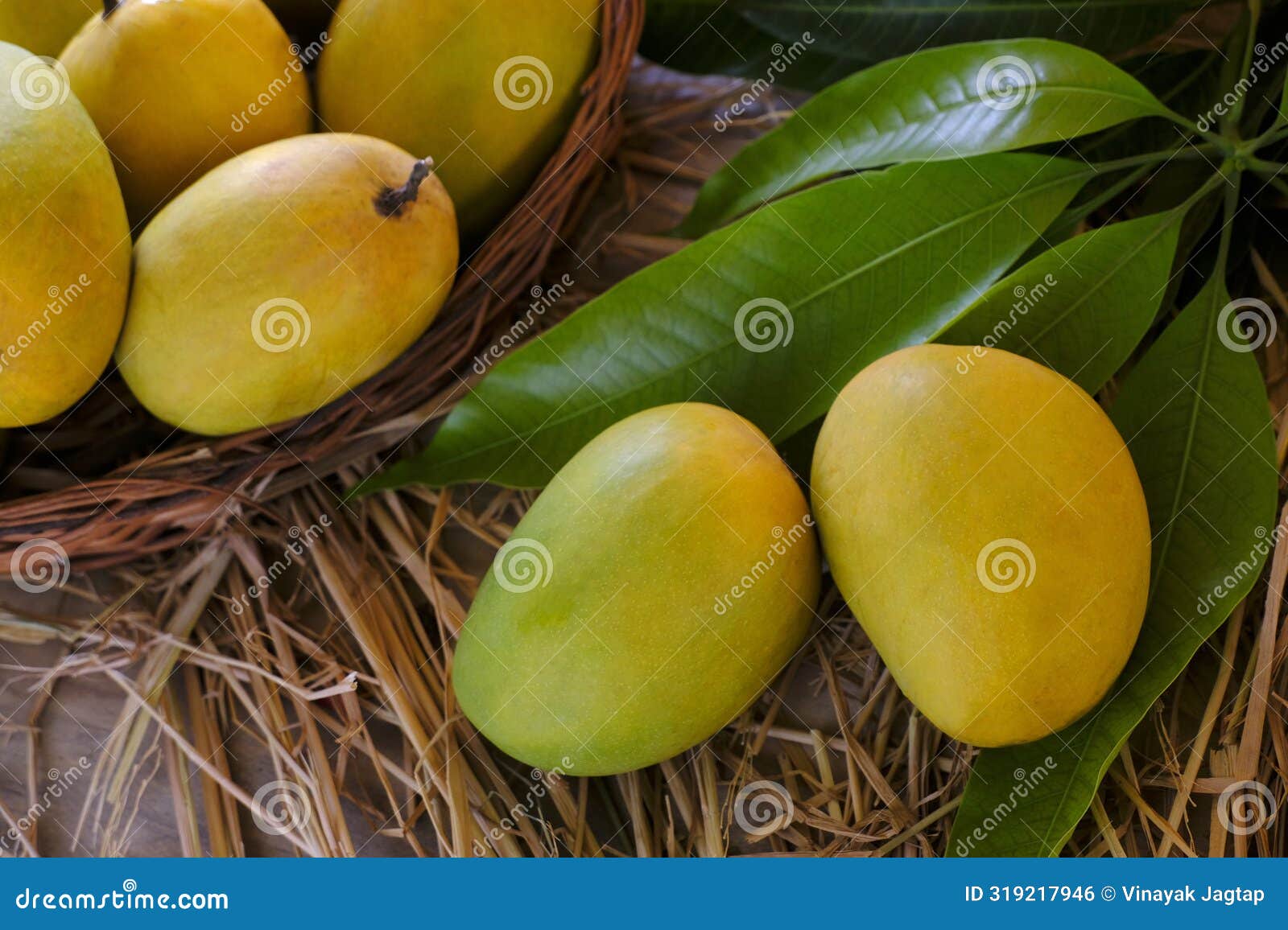 Fresh Mango Tropical Fruit with Green Leaf, Ripe Mango in Grass Stock ...