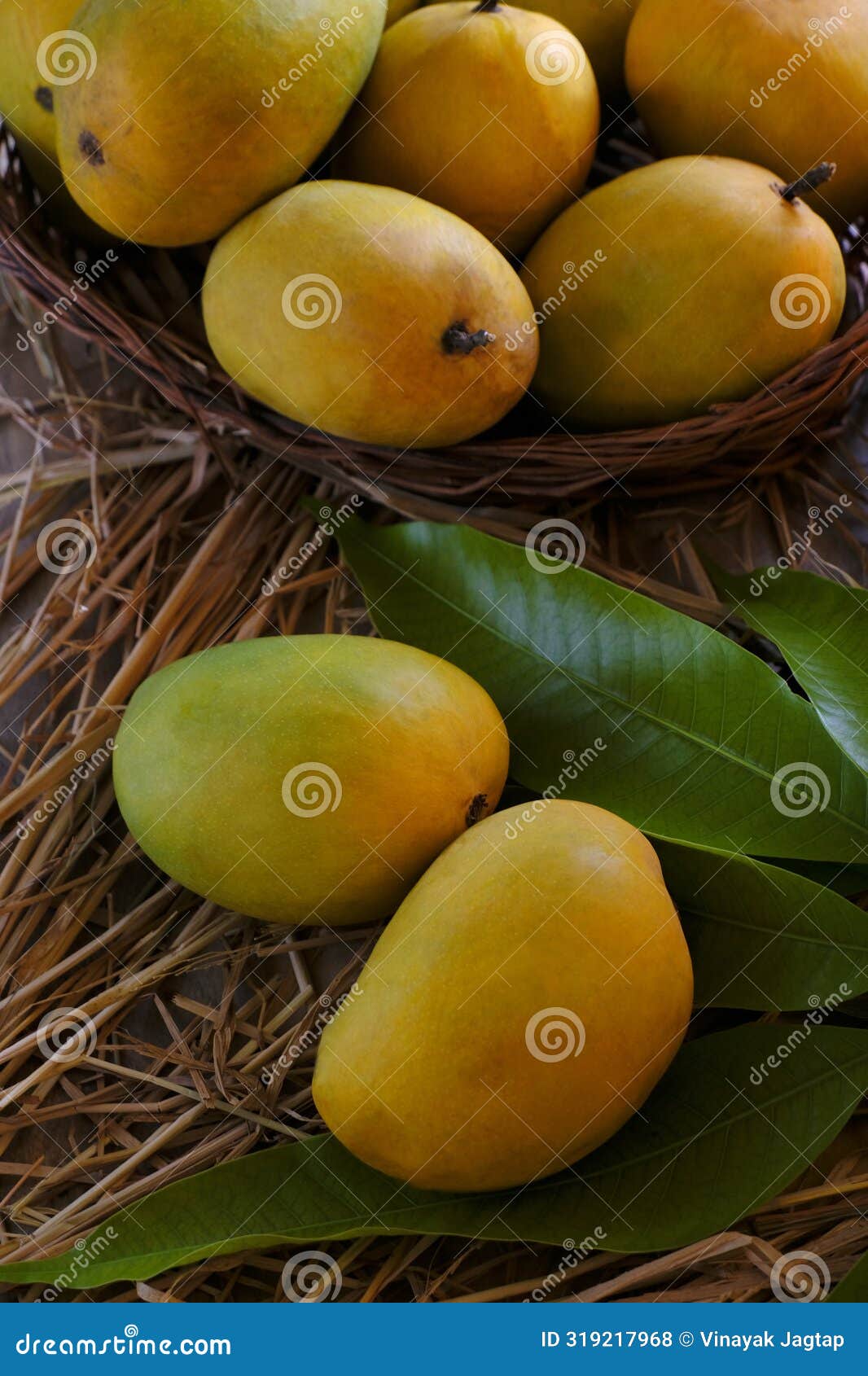 Fresh Mango Tropical Fruit with Green Leaf, Ripe Mango in Grass Stock ...