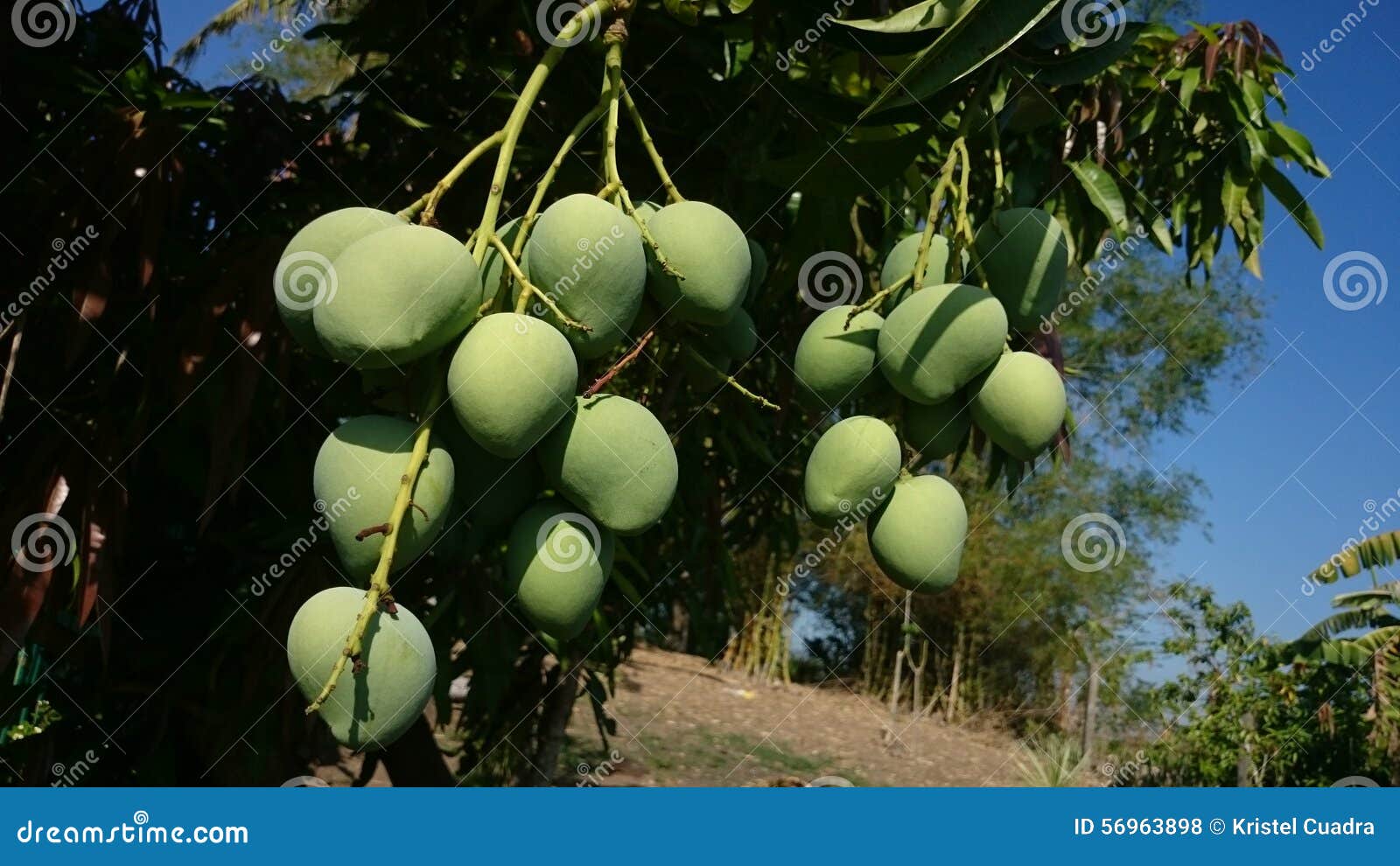 Fresh Mangoes stock photo. Image of mango, fresh, asia - 56963898