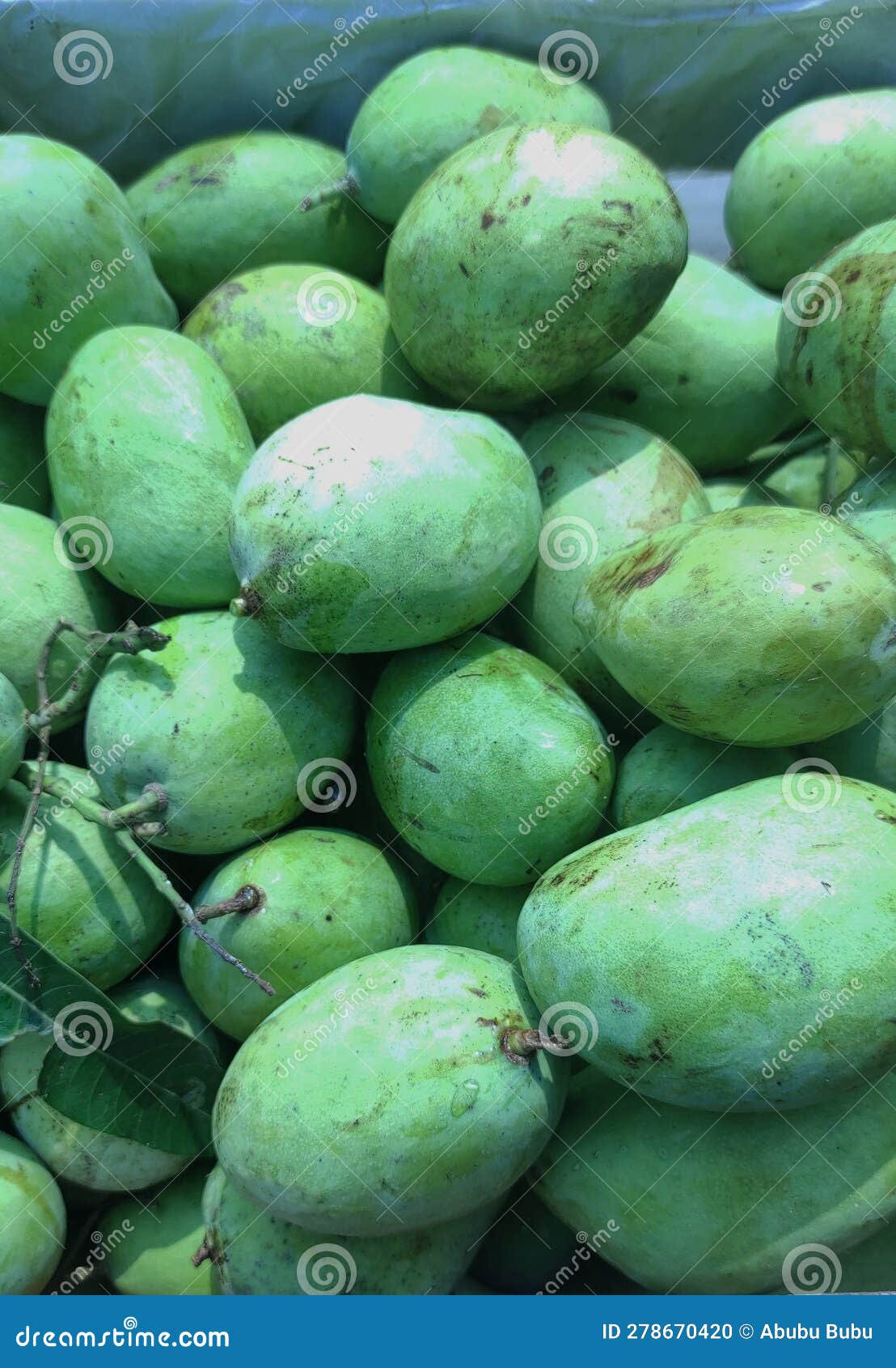 Fresh Mangoes Just Picked from the Tree Stock Photo - Image of diet ...