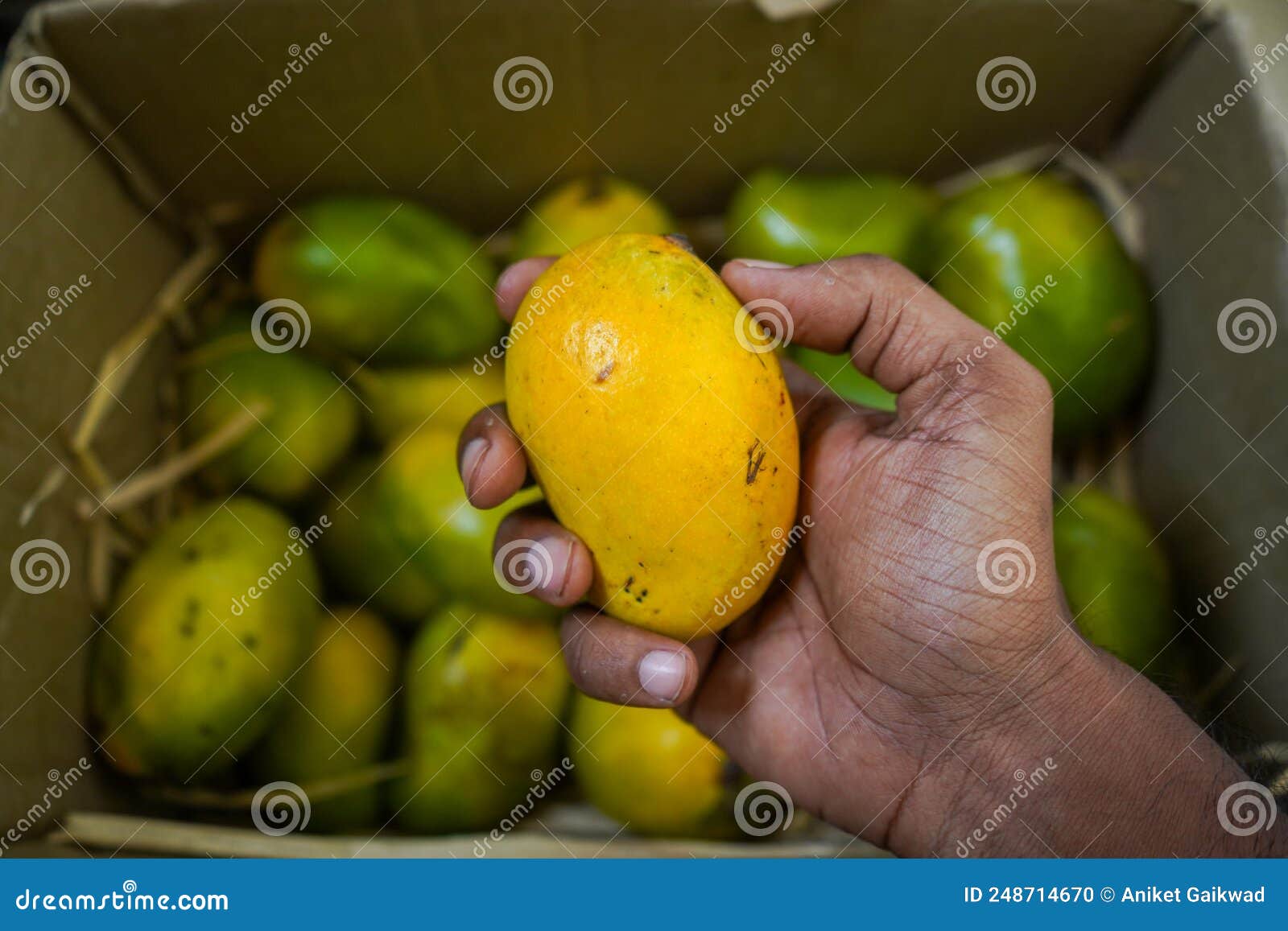 Fresh Mangoes Packed in Box Stock Photo - Image of packing, dish: 248714670
