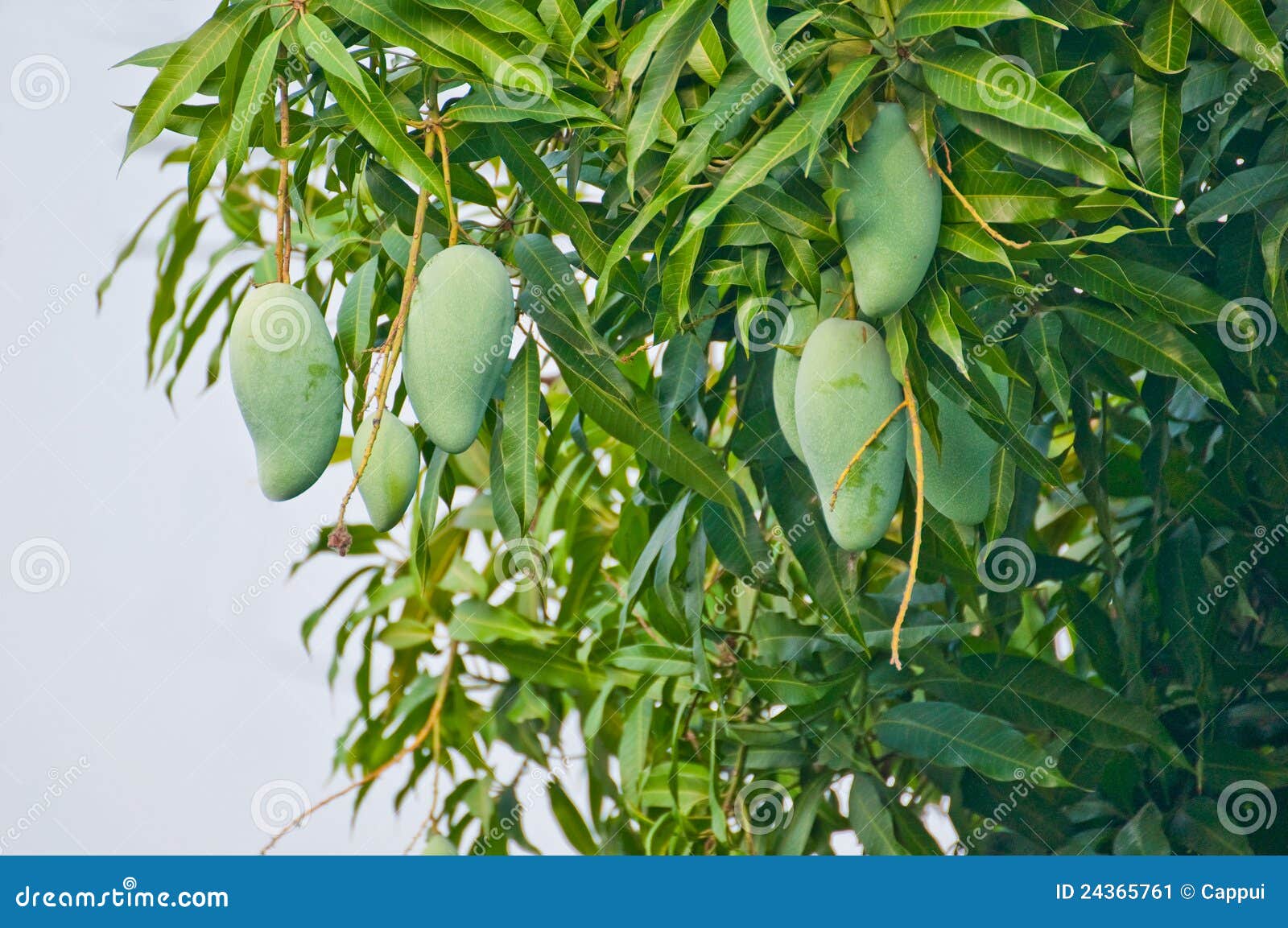 Fresh mangoes on the tree stock image. Image of fruit - 24365761