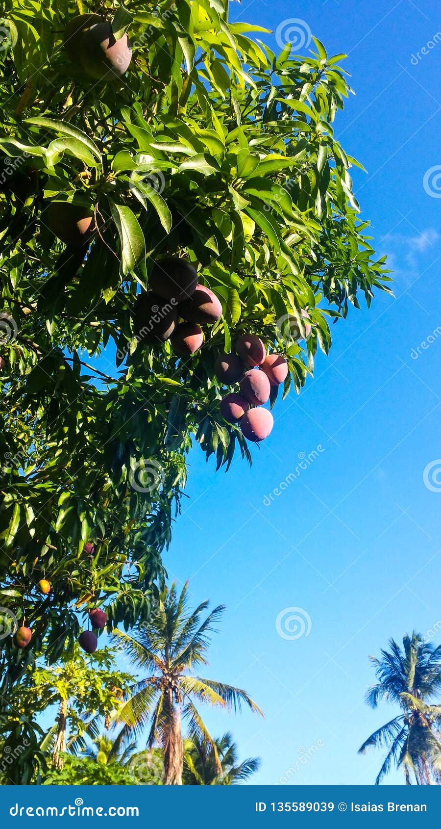 Fresh Mangos on the Tree and Sky Blue Stock Image - Image of middle ...