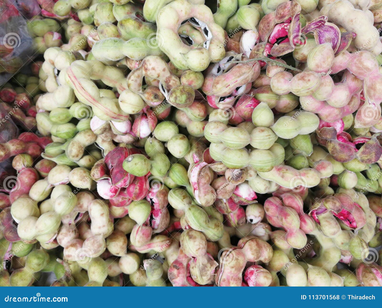 Manila tamarind stock photo. Image of healthy, pithecellobium - 113701568