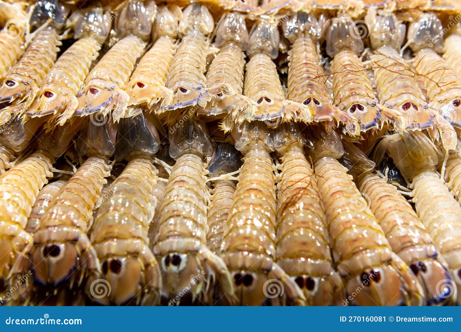 Fresh Mantis Shrimp on Fish Market Stock Image - Image of italy, deli ...