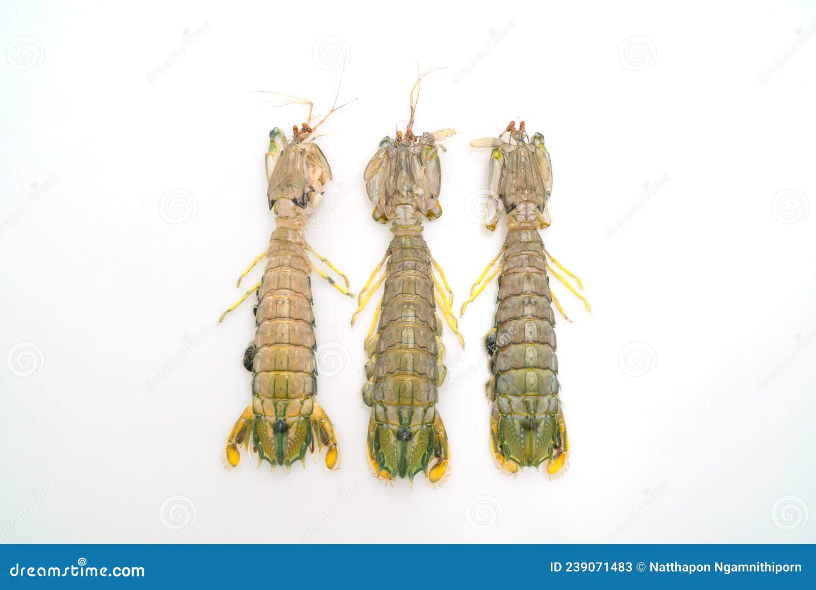 Fresh Mantis Shrimp on White Background Stock Image - Image of gray ...
