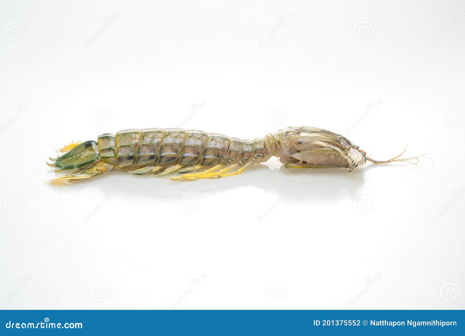 Fresh Mantis Shrimp on White Background Stock Photo - Image of ...
