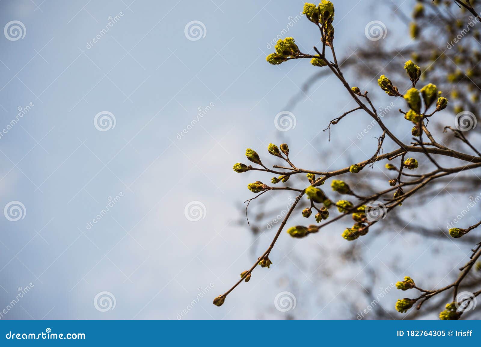 Fresh Maple Buds on Branches Against a Light Sky in Spring Stock Image ...