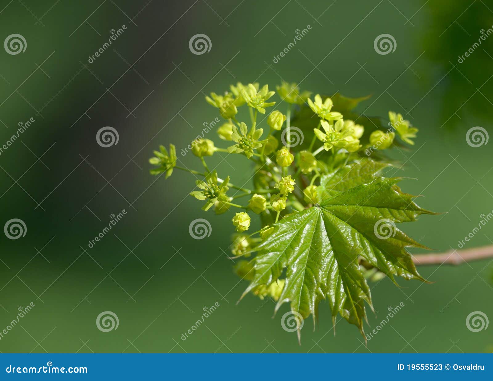 Fresh maple leaf stock image. Image of bright, branch - 19555523