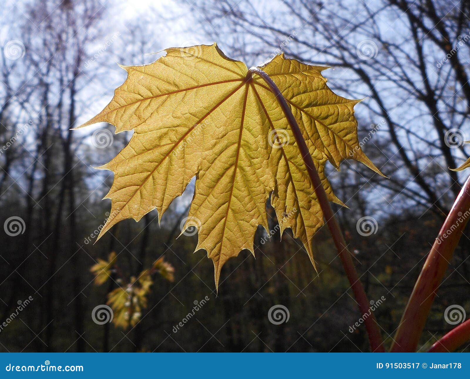 Fresh maple leaf stock image. Image of maple, little - 91503517