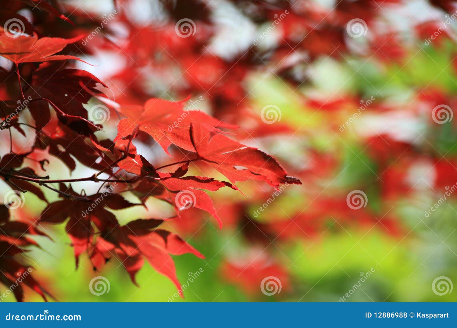 Fresh maple leaves stock photo. Image of light, colorful - 12886988
