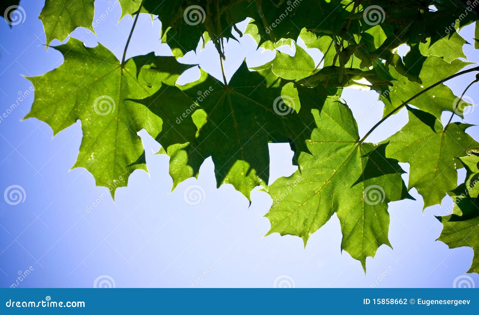Fresh maple leaves stock photo. Image of colorful, green - 15858662