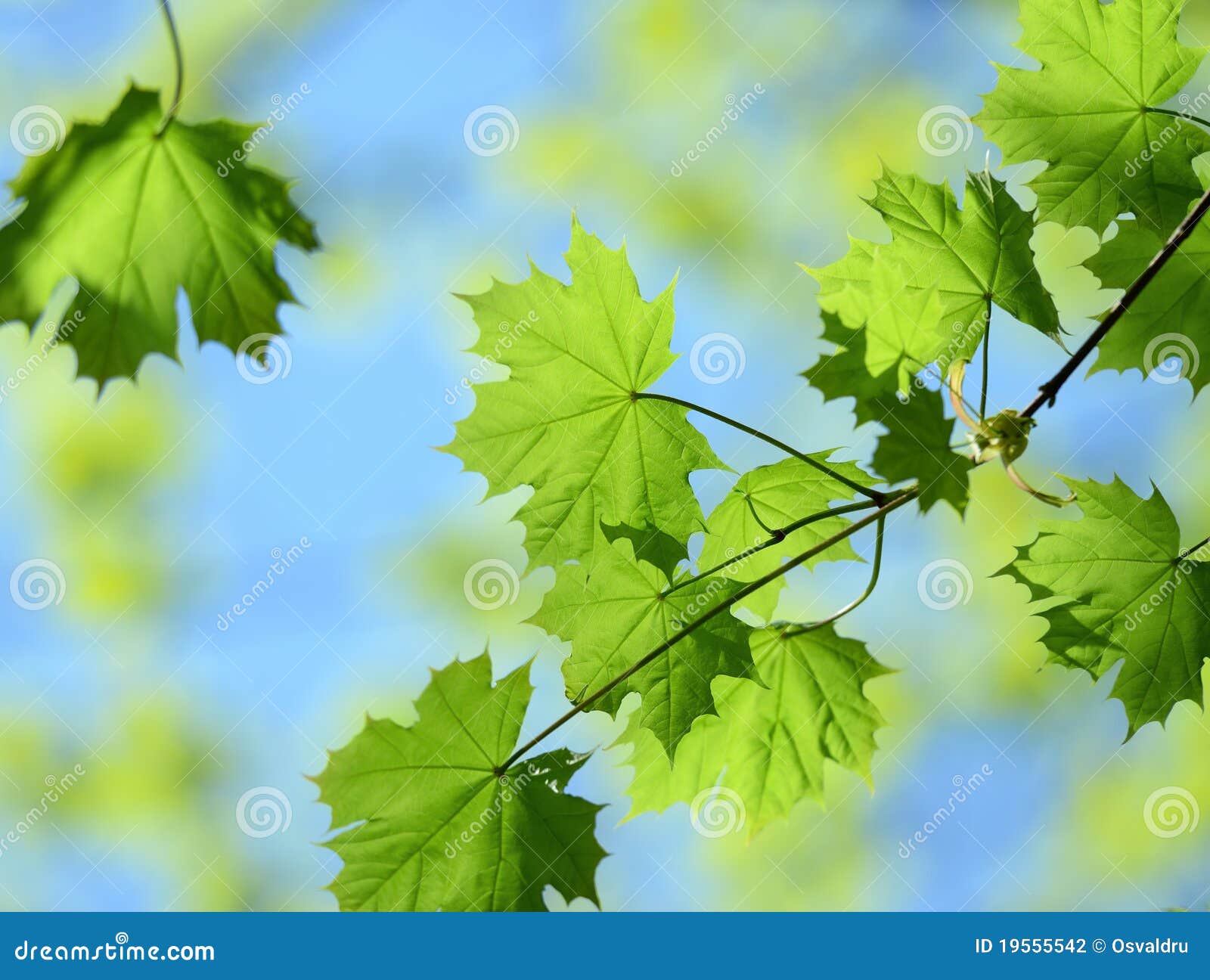 Fresh maple leaves stock photo. Image of tree, background - 19555542