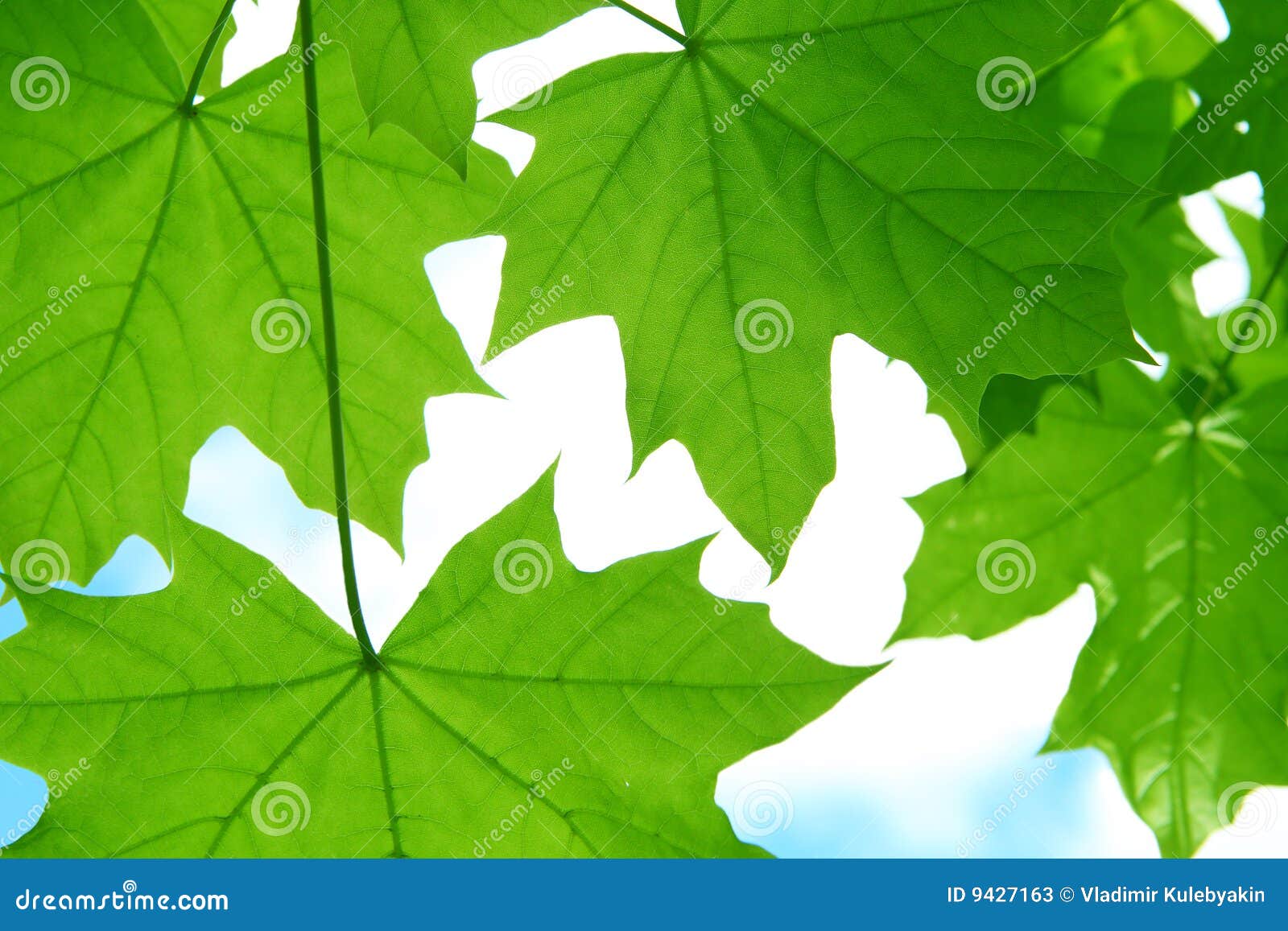 Fresh maple leaves stock image. Image of color, beauty - 9427163