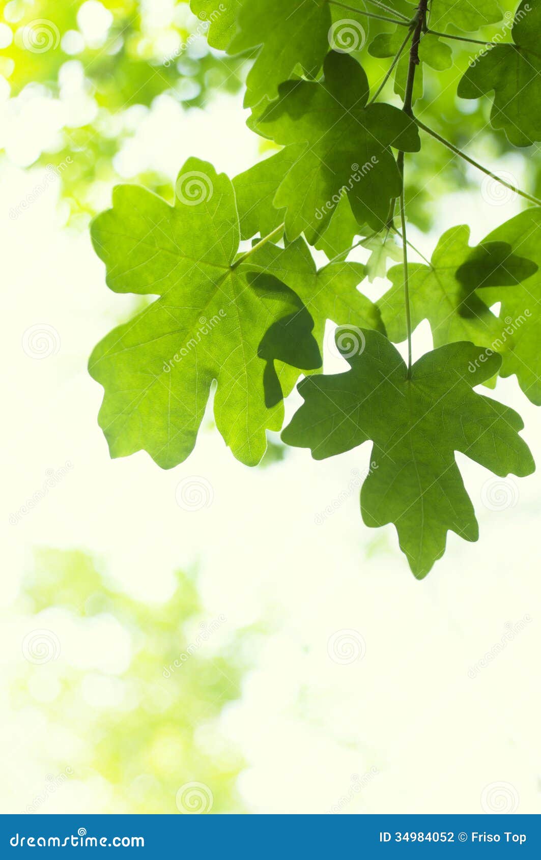 Fresh Maple-Leaves on a Tree Stock Photo - Image of spring, green: 34984052