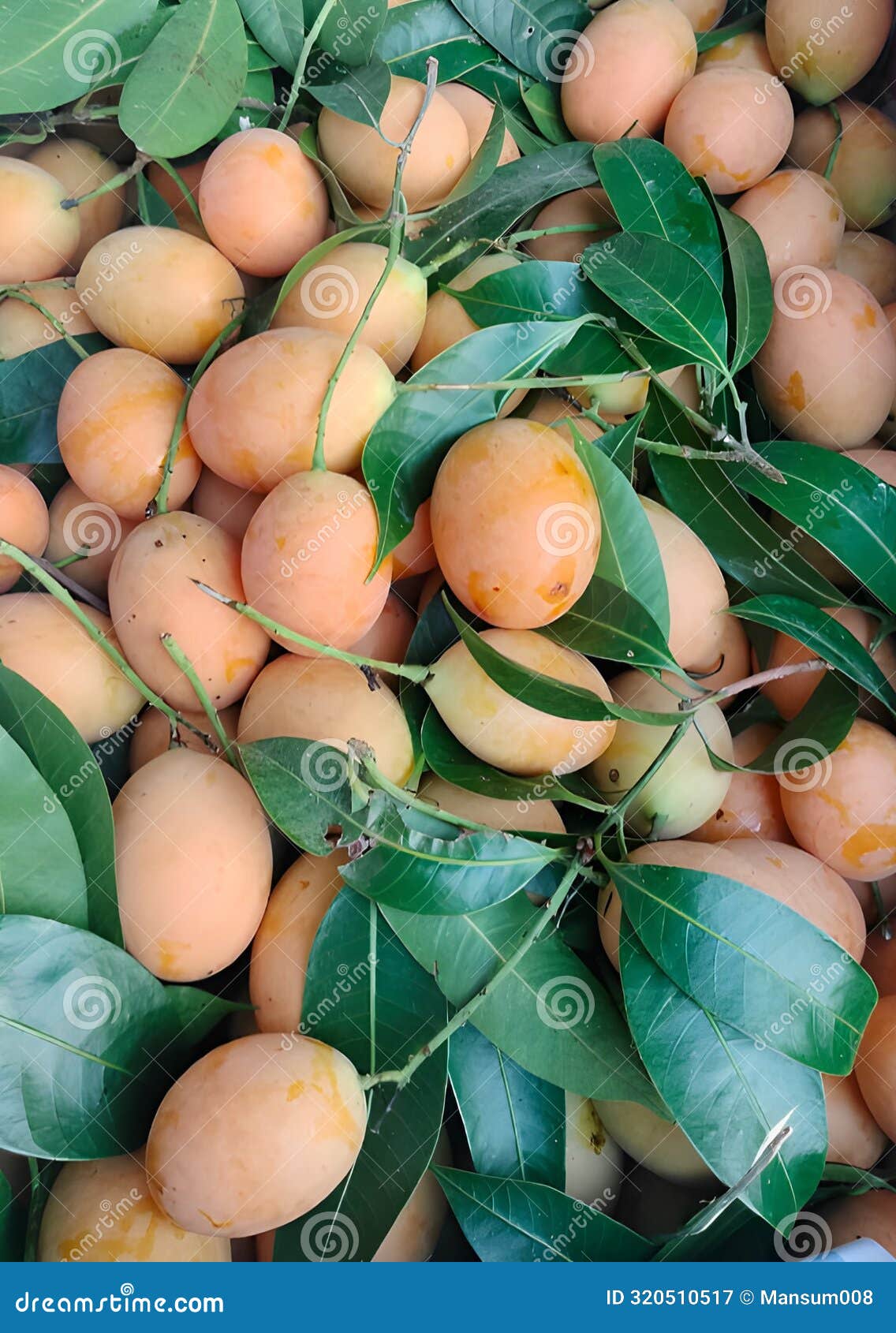 Fresh Maprang Fruit in the Market Stock Image - Image of ripe, natural ...