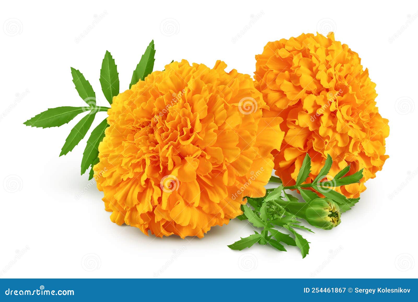 Fresh Marigold or Tagetes Erecta Flower Isolated on White Background ...
