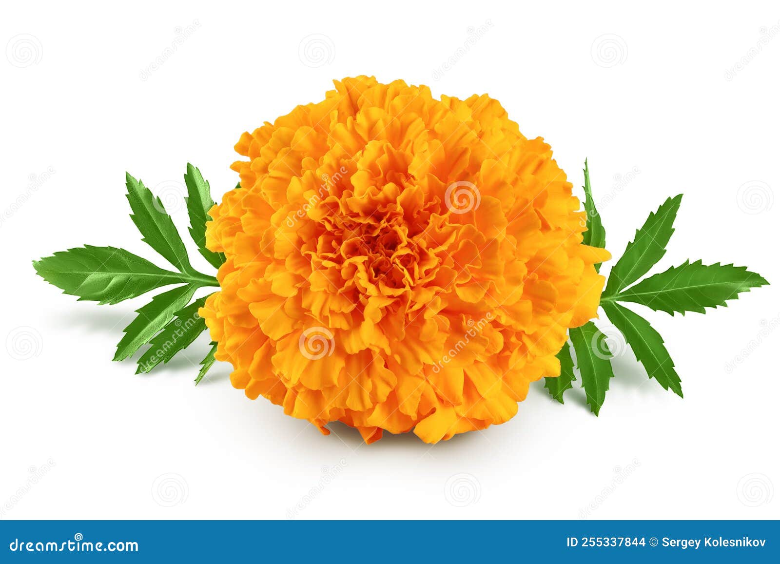 Fresh Marigold or Tagetes Erecta Flower Isolated on White Background ...