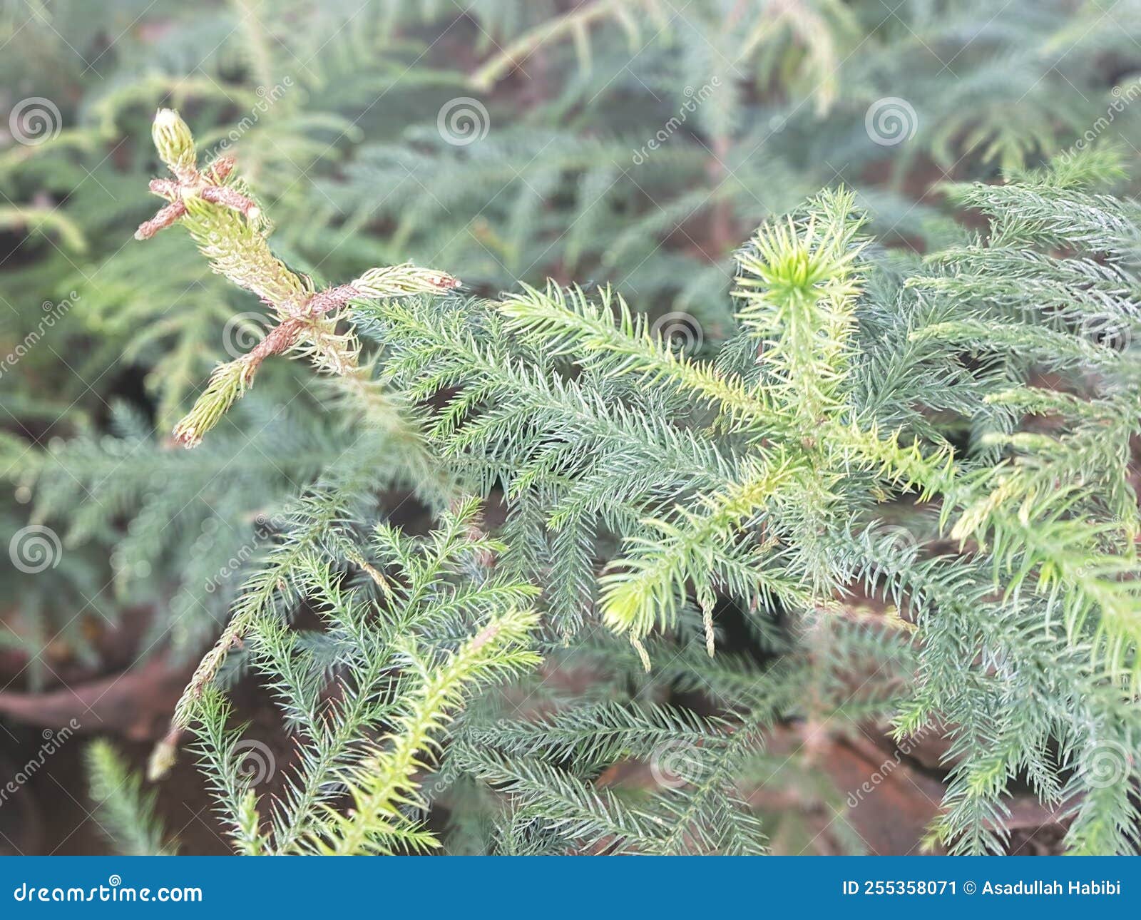 Fresh Marijuana Leaves in the Nature Stock Image - Image of nature ...