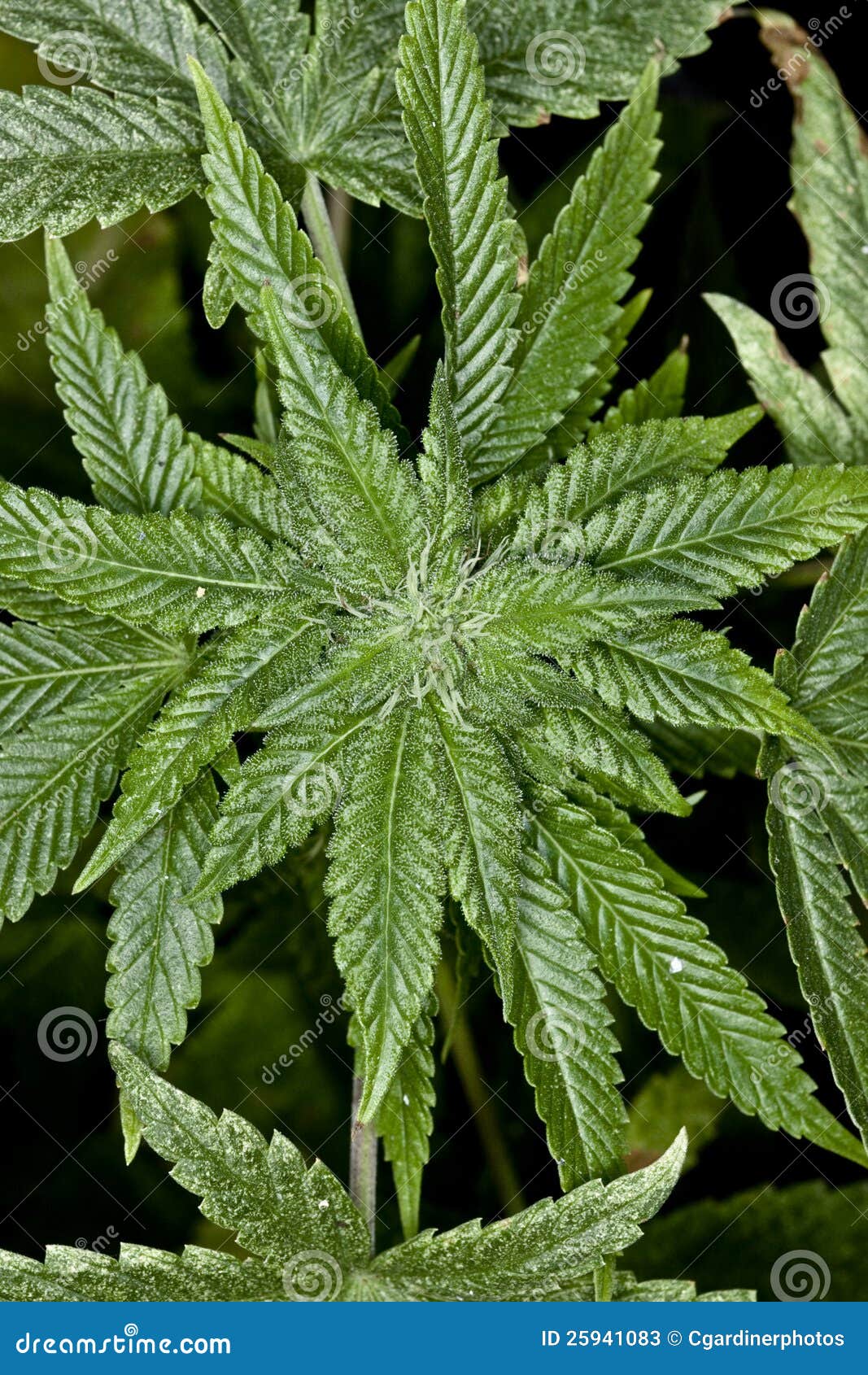 Fresh Marijuana Plant stock image. Image of medicinal - 25941083