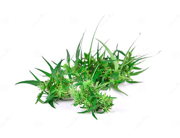 Fresh Marijuana on White Background Stock Photo - Image of leaves ...