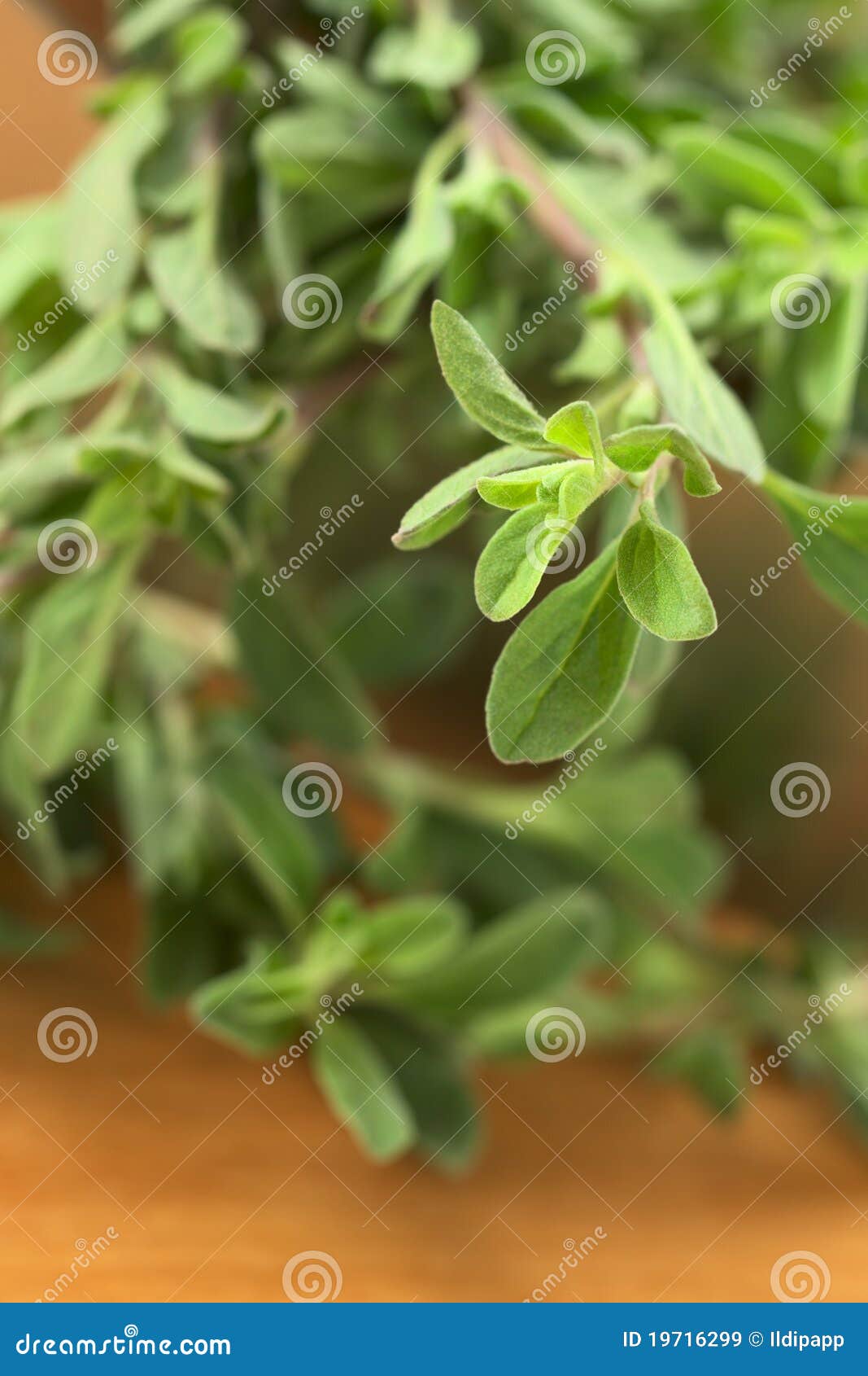 Fresh Marjoram stock image. Image of leaf, plant, studio - 19716299