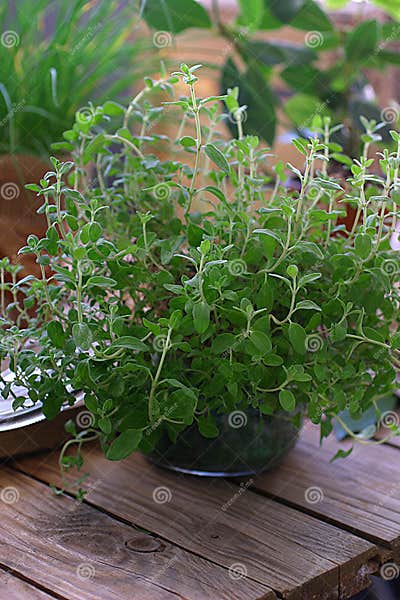 Fresh marjoram stock photo. Image of recipe, herb, decorated - 7575476