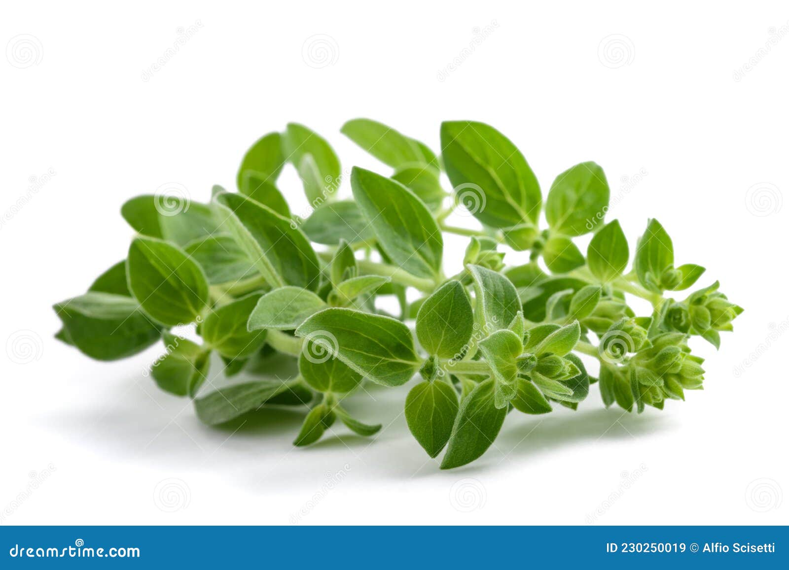 Fresh marjoram stock image. Image of majorana, bunch - 230250019