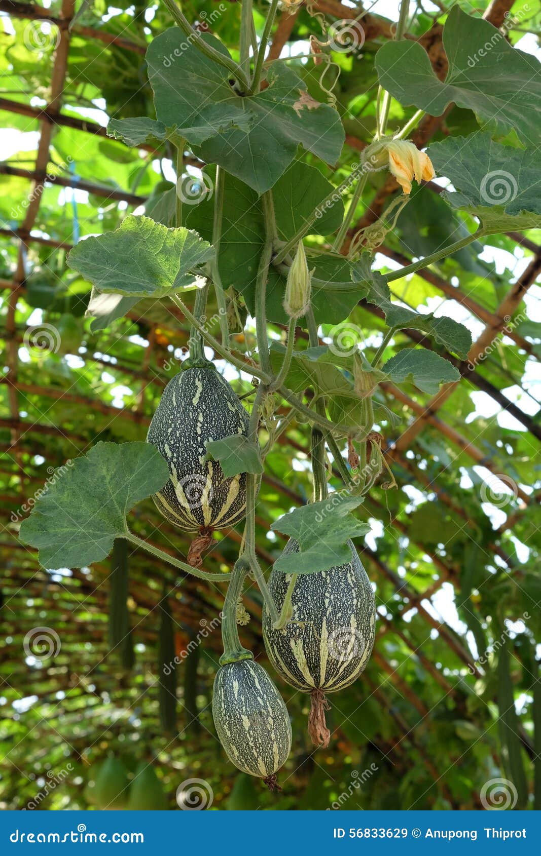 Fresh Marrow, Floting Marrow Stock Image - Image of leaves, pile: 56833629