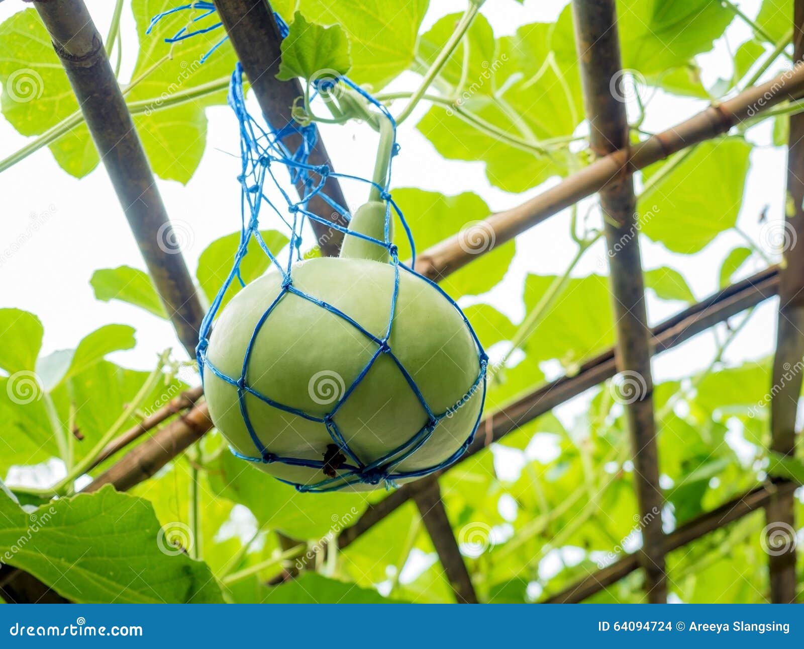 Fresh Marrow Squash Glowing on the Garden Stock Photo - Image of ...