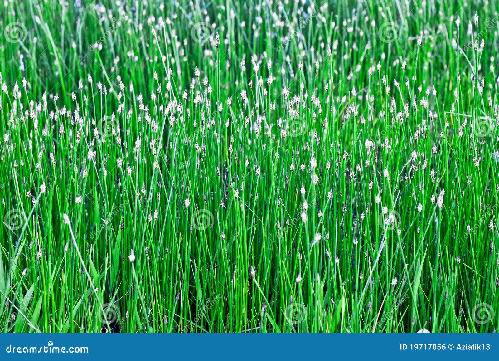 Fresh marsh grass stock photo. Image of nature, space - 19717056