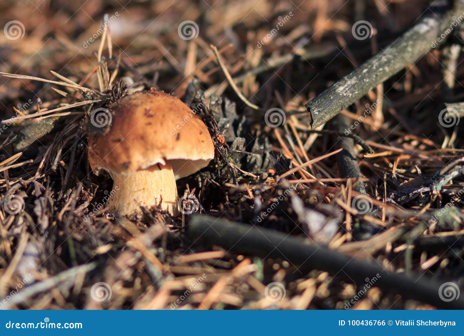 Mashroom in forest stock photo. Image of summer, vegetarian - 100436766
